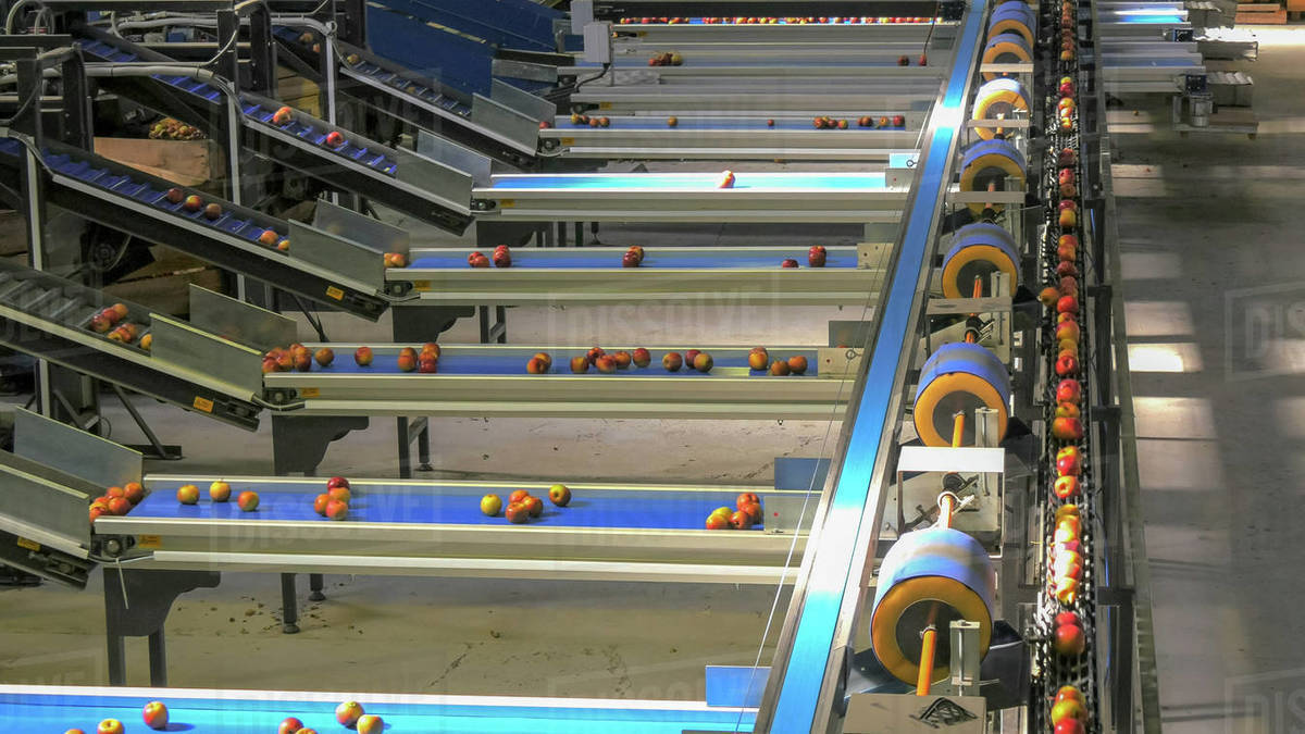 high angle view as a conveyor belt moves apples and sorts them based on ...