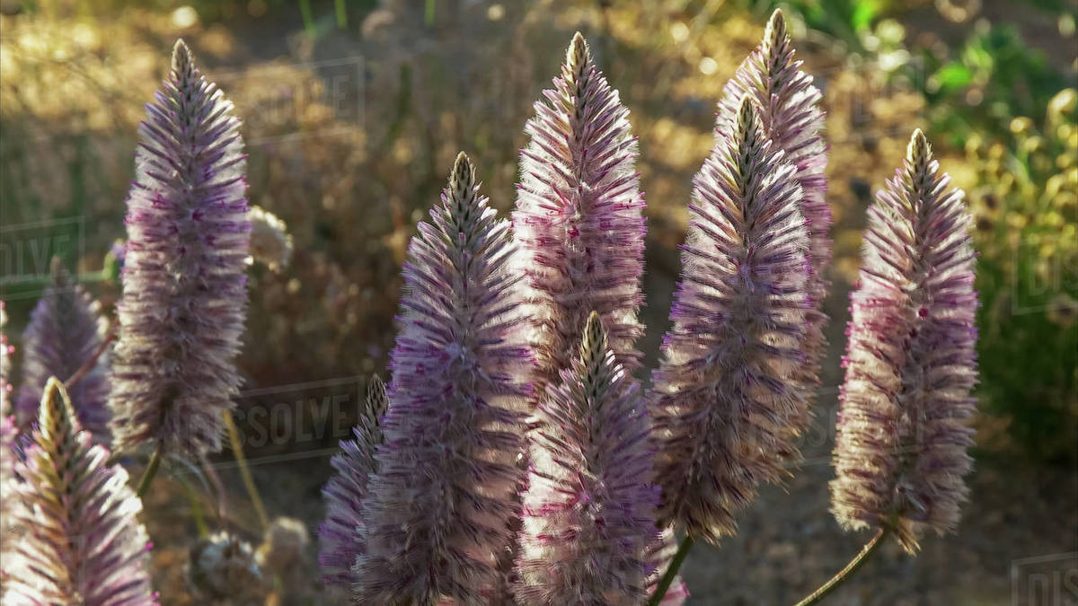 backlit pink mulla mulla flowers growing in perth's kings park, western ...