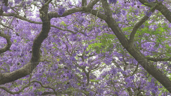 large branches and the canopies of jacaranda trees in flower during the ...