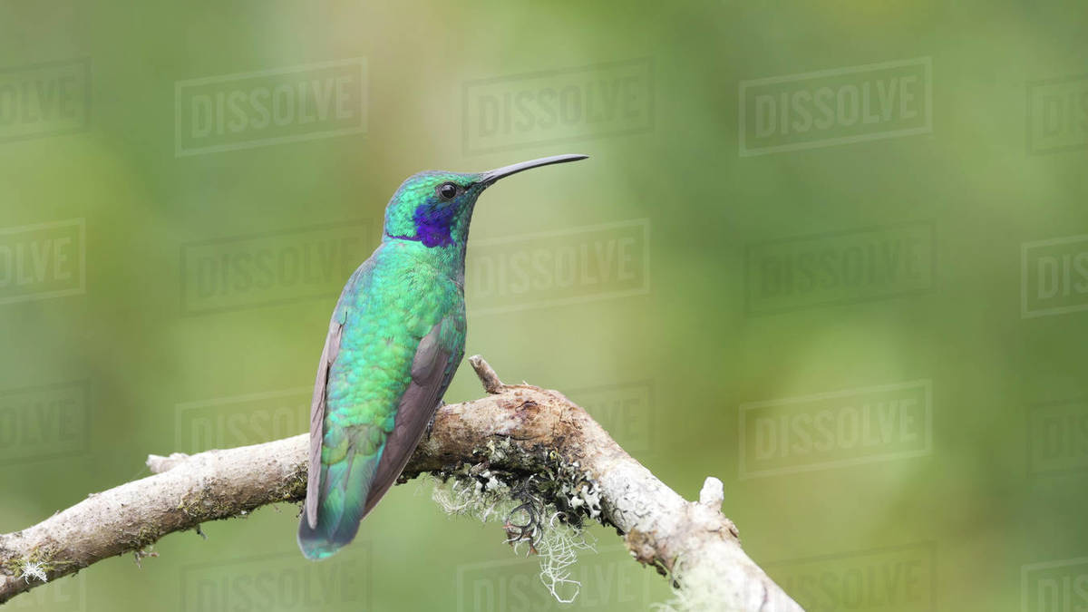 rear view of a lesser violetear hummingbird on a perch at a garden in ...