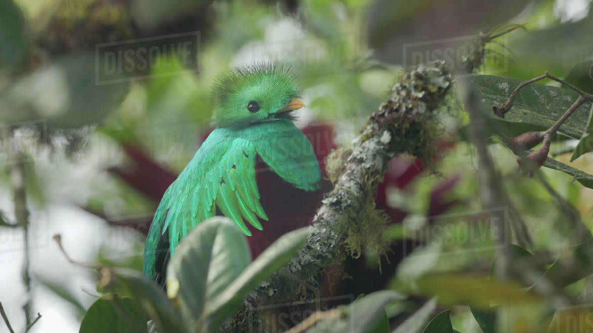 a close up side view of a male resplendent quetzal perching in a wild ...