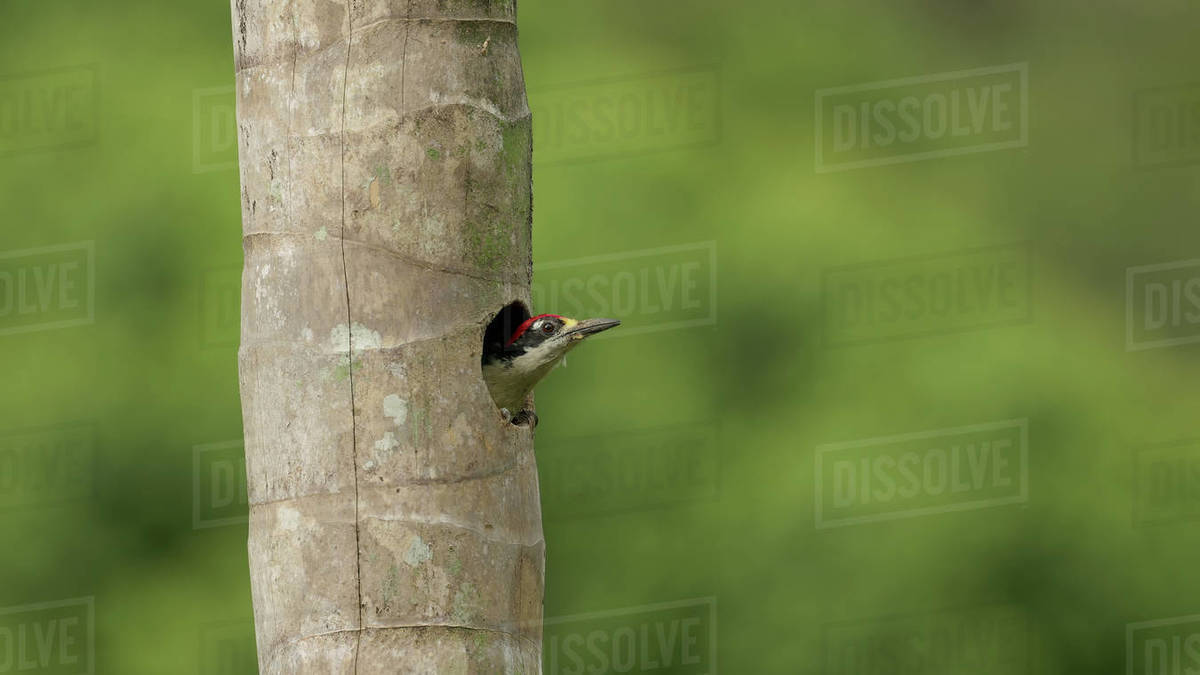 black-cheeked woodpecker looks out from a nest in the trunk of a palm ...