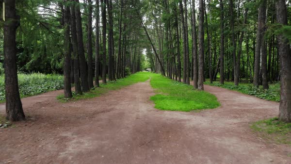 Personal perspective of walking on a path in the forest - 4K Royalty ...