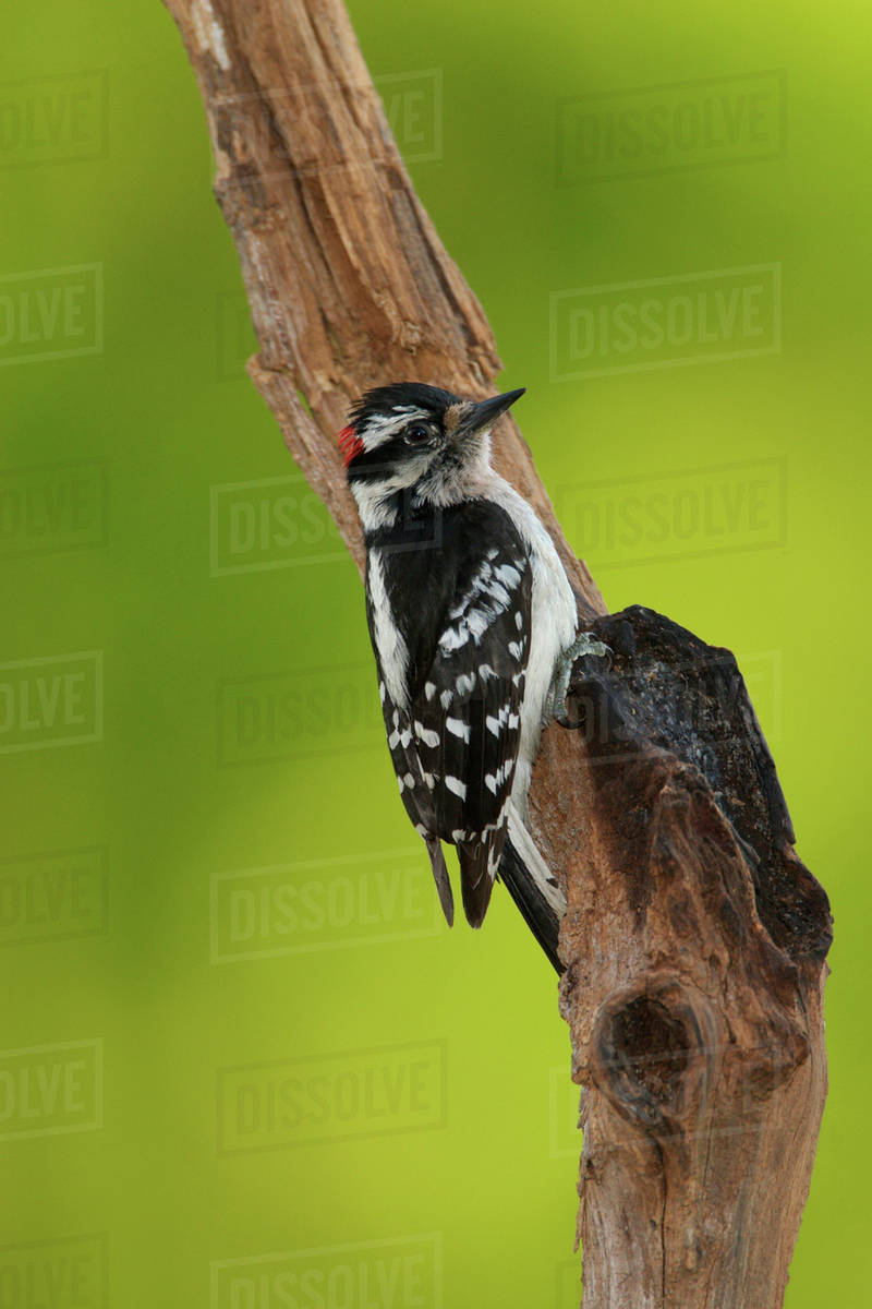 Downy Woodpecker, Picoides pubescens - Royalty-free Stock Photo | Dissolve