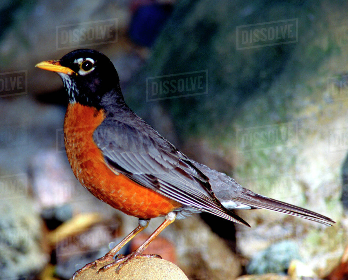 USA, Minnesota, Mendota Heights, male Robin (thrush) - Stock Photo ...