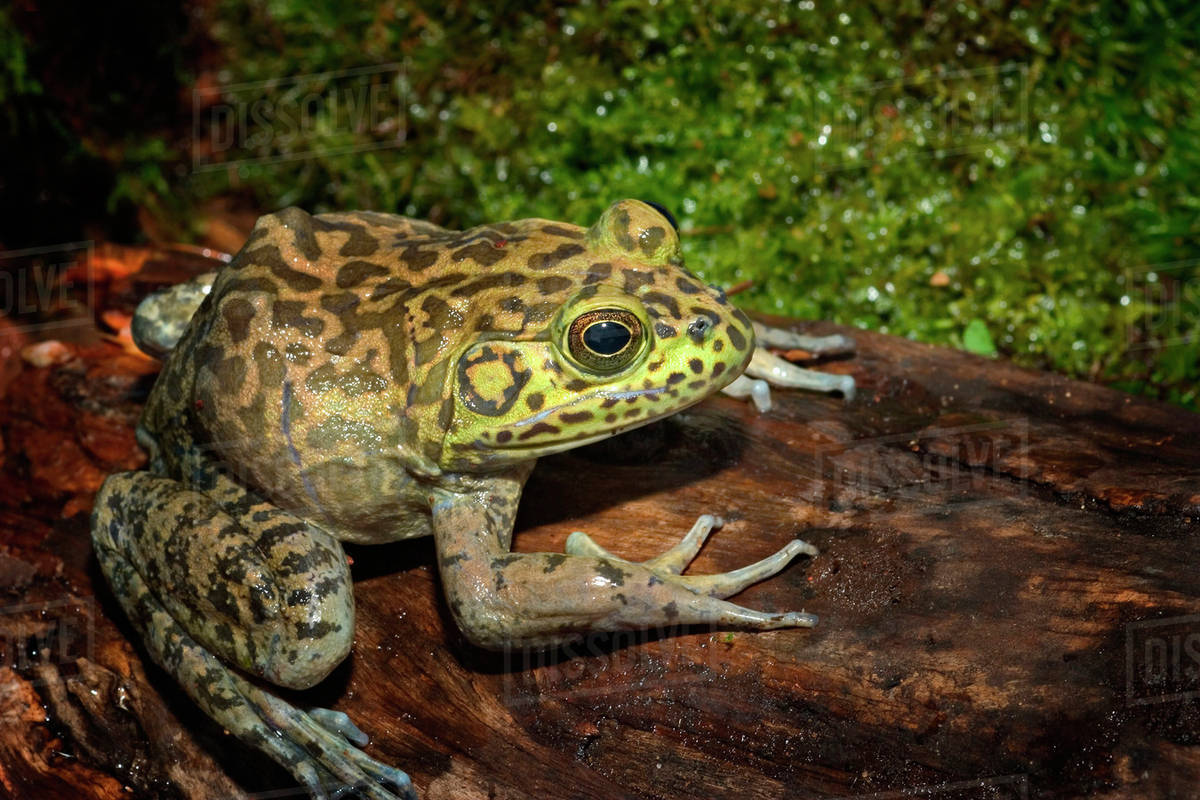 Bullfrog, Rana catesbeiana - Stock Photo - Dissolve