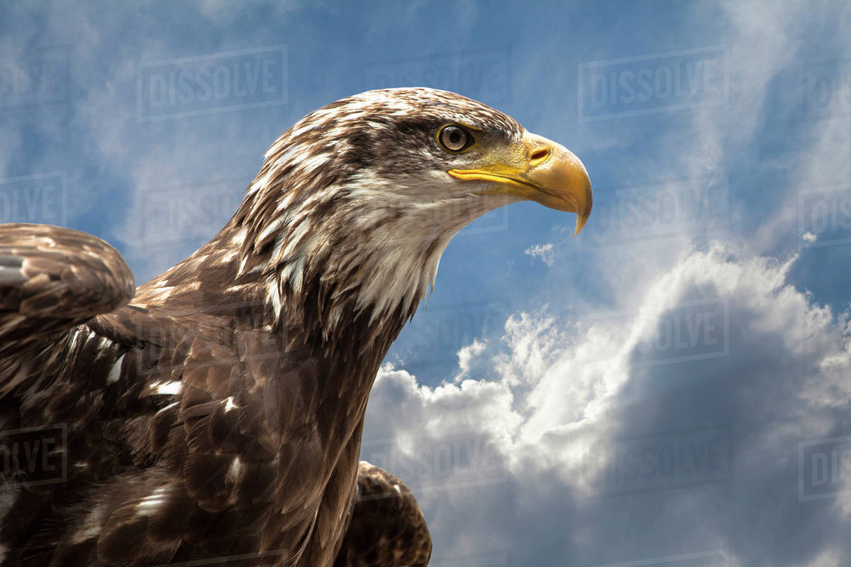 Eagle portrait - Stock Photo - Dissolve