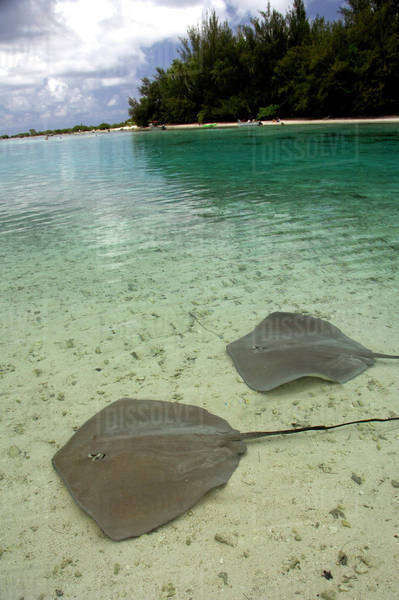 South Pacific, French Polynesia, Moorea. Stingrays in clear shallow ...
