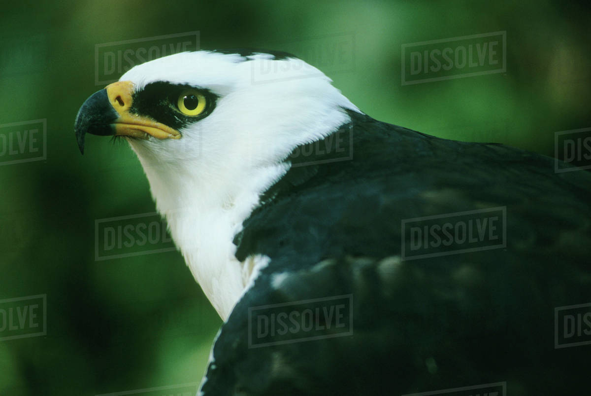 Black and White Hawk, Eagle, (Spizaetus melanoleucus), portrait in ...
