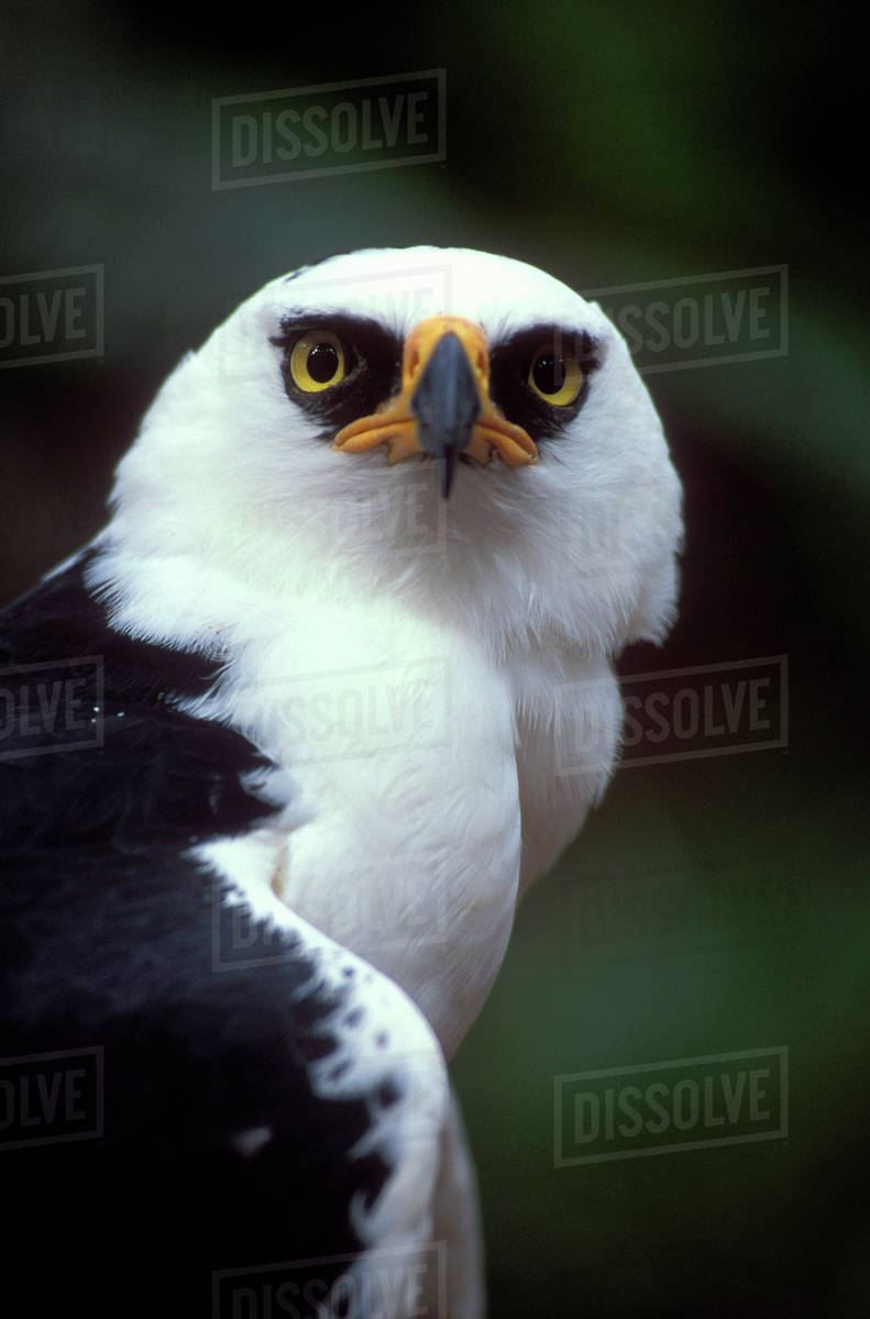 Eagle, Black-and-white Hawk-Eagle (Spizaetus melanoleucus) portrait ...