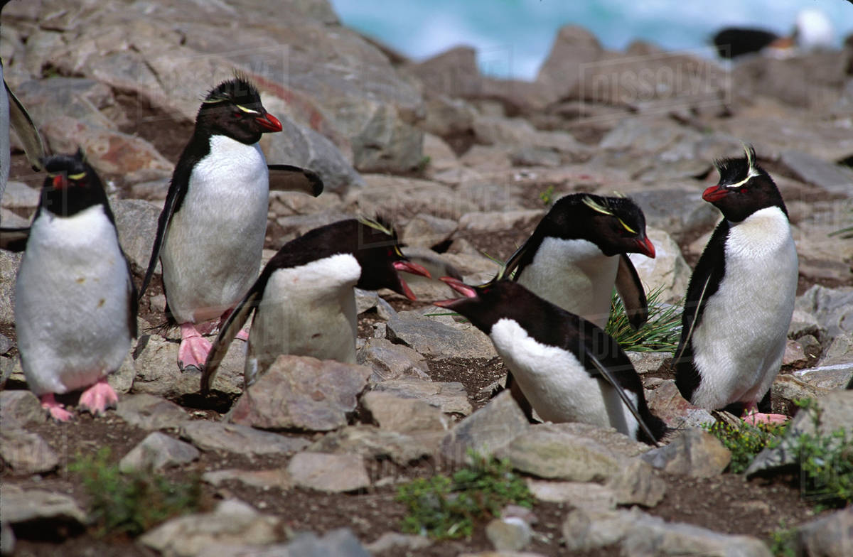 Atlantic Ocean, Falkland Islands. Rockhopper Penguins (Eudyptes ...