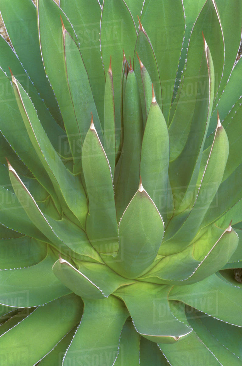 Mexico, Baja California Sur, San Jose del Cabo, Agave (Agave ...