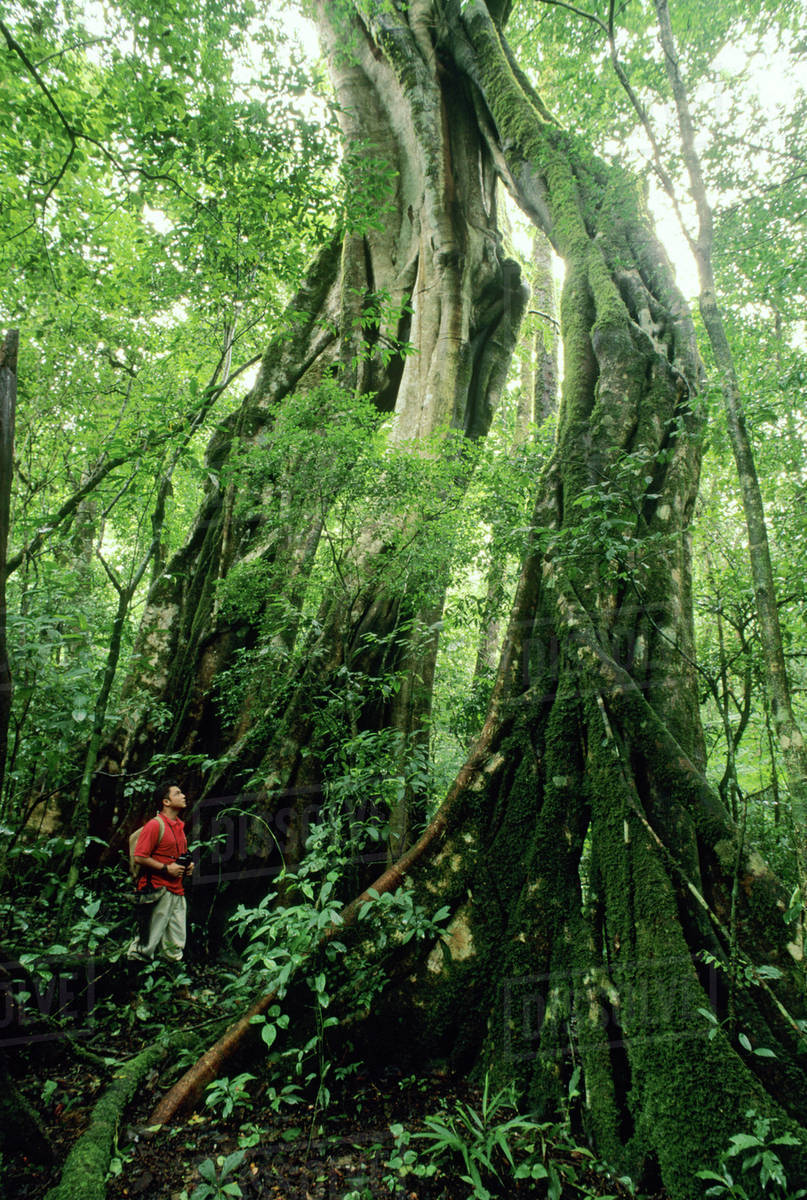 Costa Rica, La Amistad National Park, Strangler Fig Tree, model ...