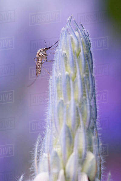 USA, Alaska, Glacier Bay National Park. Detail of mosquito on lupine ...
