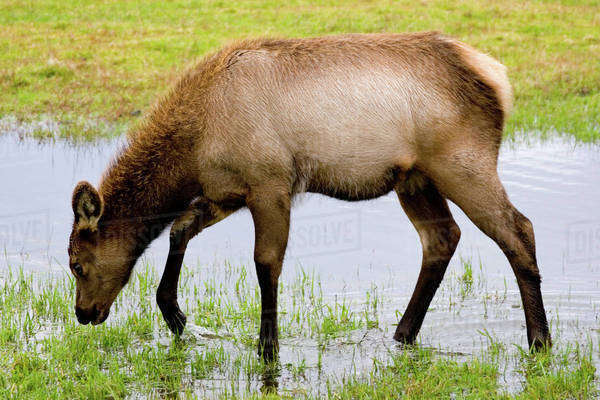 Elk Calf, Alaska, USA. - Stock Photo - Dissolve