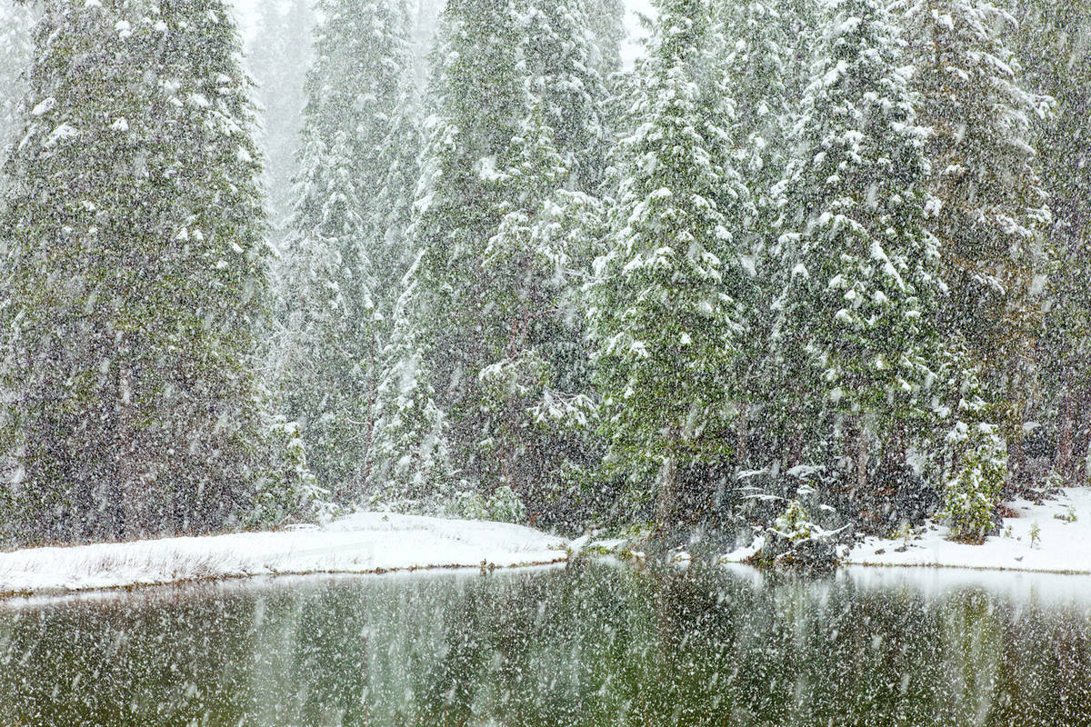USA, California, Oakhurst. Fir trees reflect in pond in snowfall ...