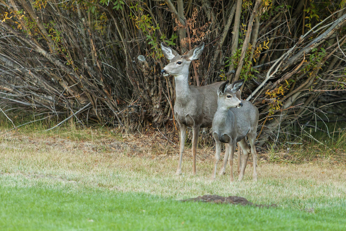 Mule Deer, Doe and Yearling Grazing on the lawn at Mono County Park ...