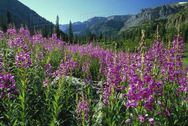 Meadow of fireweed in Mt. Sneffels Wilderness Area in Colorado ...