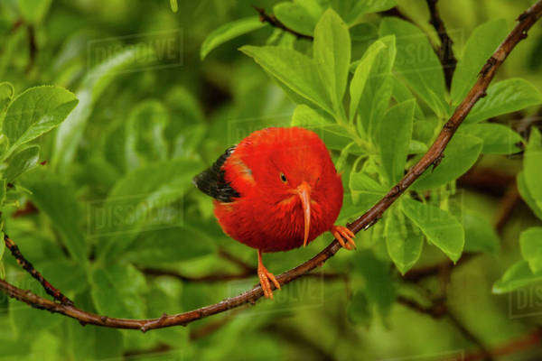 USA, Hawaii, Hakalau Forest National Wildlife Refuge. Close-up of iiwi ...