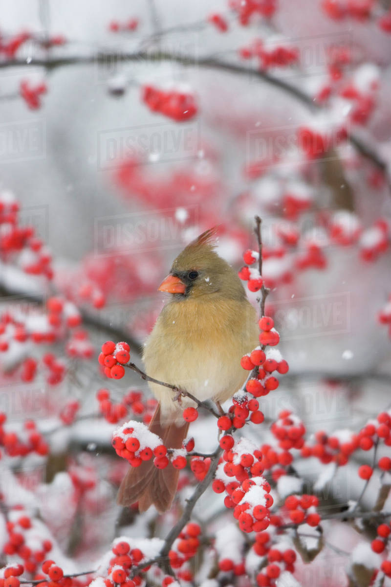 Northern Cardinal (Cardinalis cardinalis) female in Common Winterberry ...