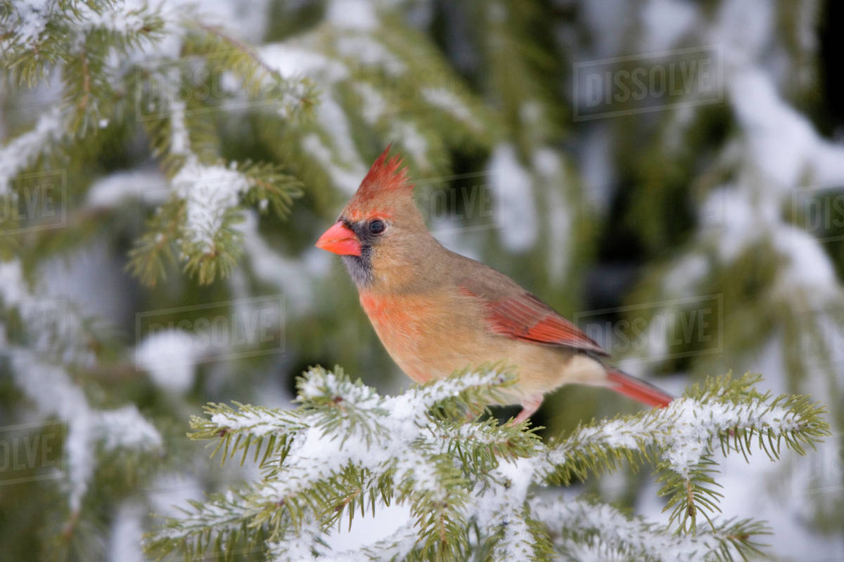 Northern Cardinal (Cardinalis cardinalis) female in spruce tree in ...
