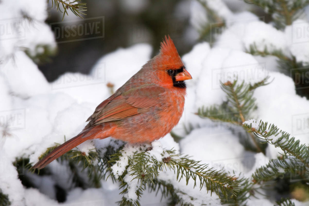 Northern Cardinal (Cardinalis cardinalis) male in fir tree in winter ...