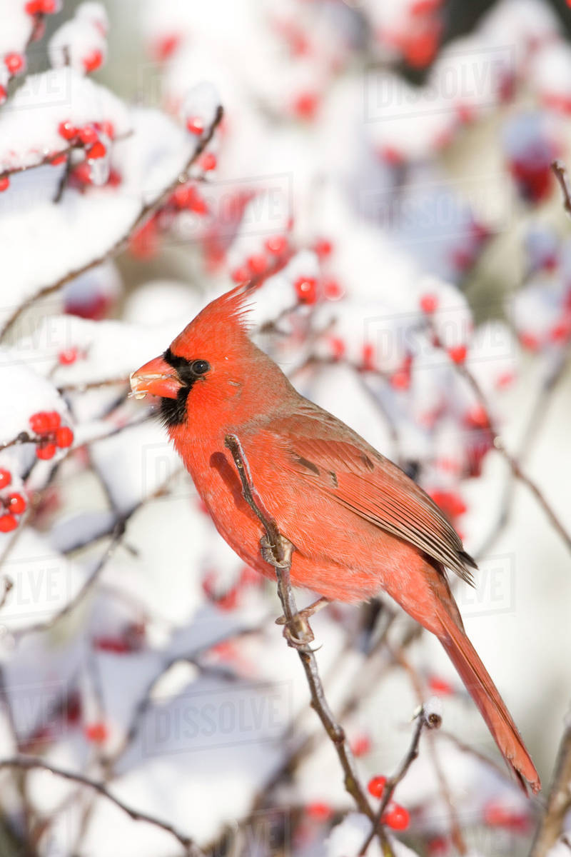 Northern Cardinal (Cardinalis cardinalis) male on Common Winterberry ...