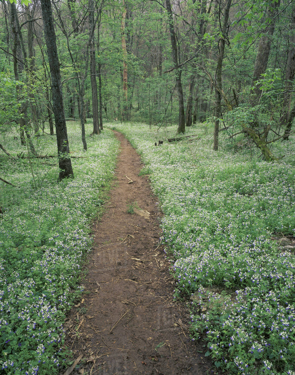 USA, Kentucky, Raven Run Nature Sanctuary. Footpath through blue-eyed ...