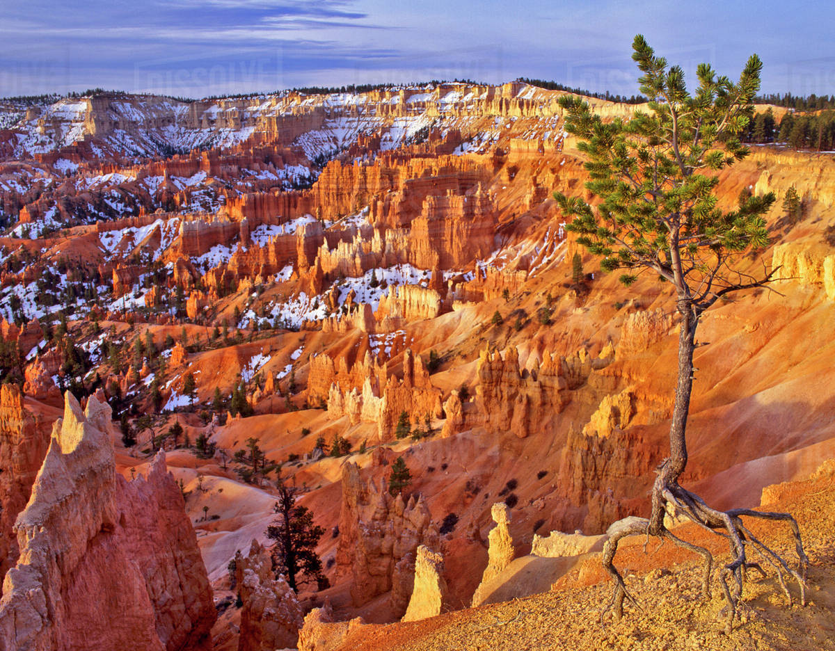 USA, Utah, Bryce Canyon National Park. Limber pine at Bryce ...