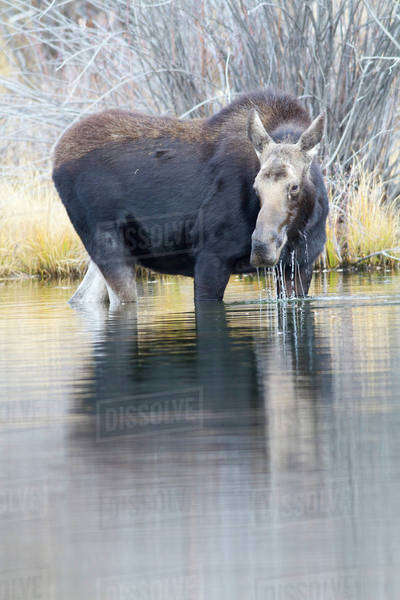 Wyoming, Sublette County, Cow moose lifting head from pond after ...