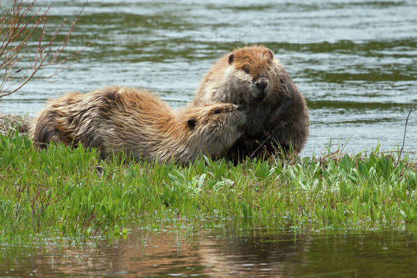 Beaver Pair Resting - Royalty-free Stock Photo | Dissolve