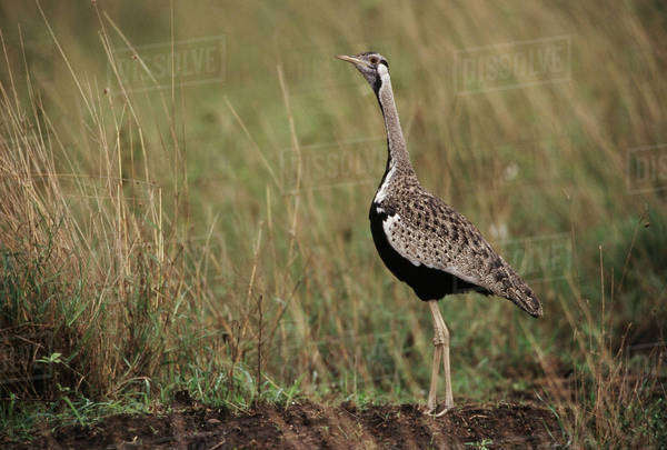 Kenya, Samburu National Reserve, Secretary Bird (Sagittarius ...