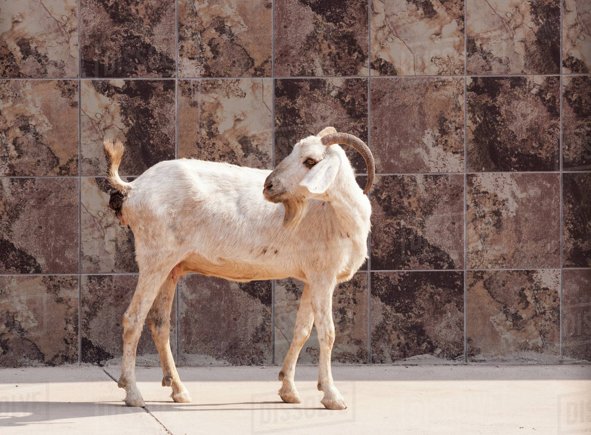Africa, Namibia, Opuwo. Goat and stone wall in town. - Royalty-free ...