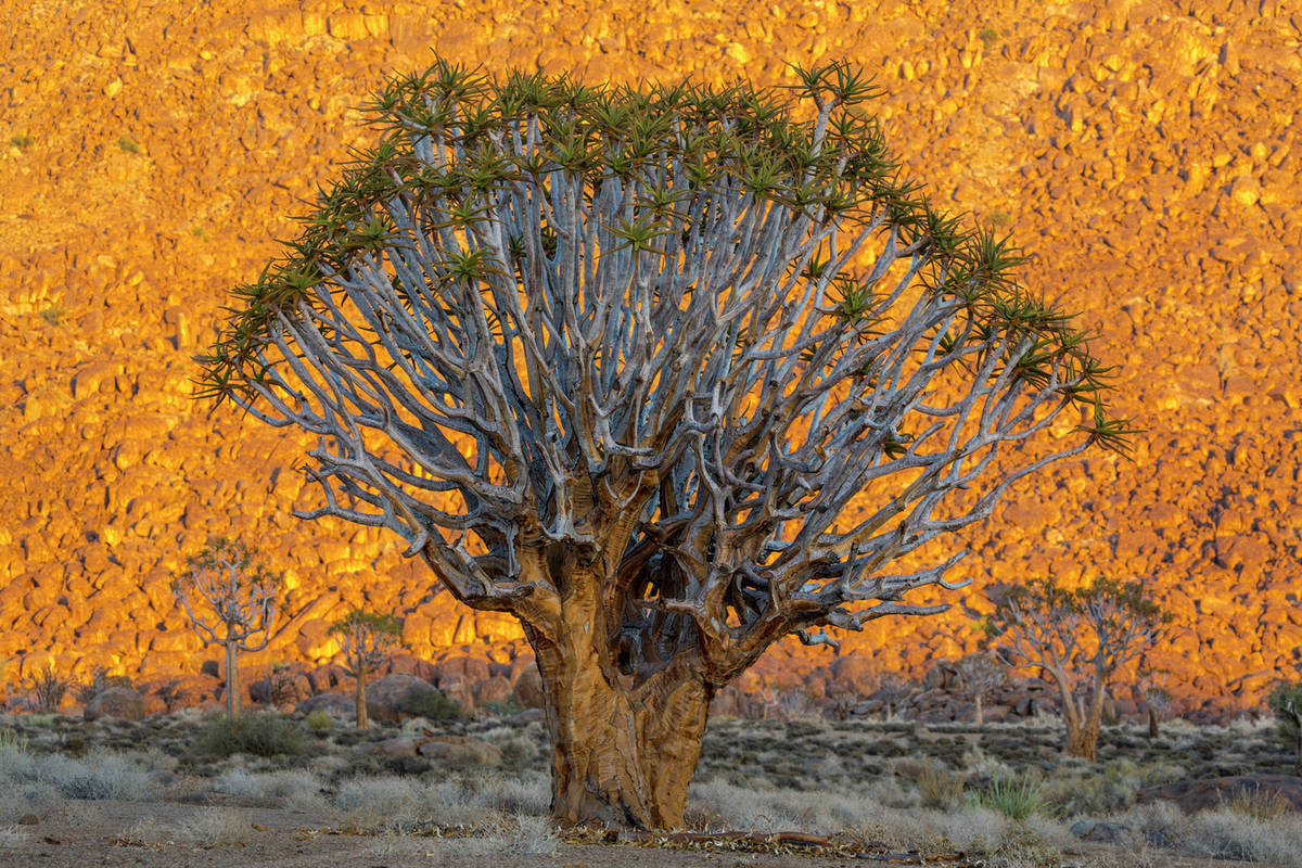 Africa, South Africa, Richtersveld National Park. Quiver trees against ...
