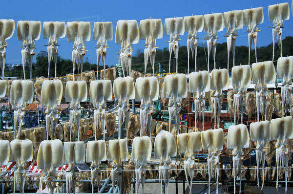 South Korea. Squids hang to dry in the coastal town of Sokch'o. - Stock ...