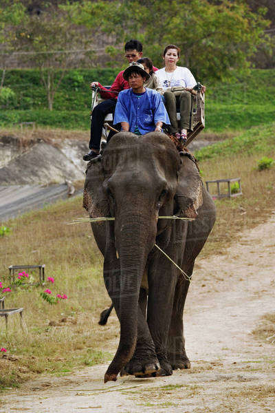 Asian tourists riding Asian Elephant, Thai Elephant Conservation Center ...