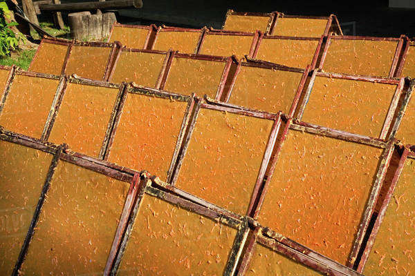 Sa-paper (Rice Paper) drying in sun, Umbrella Making Center, Bo Sang ...