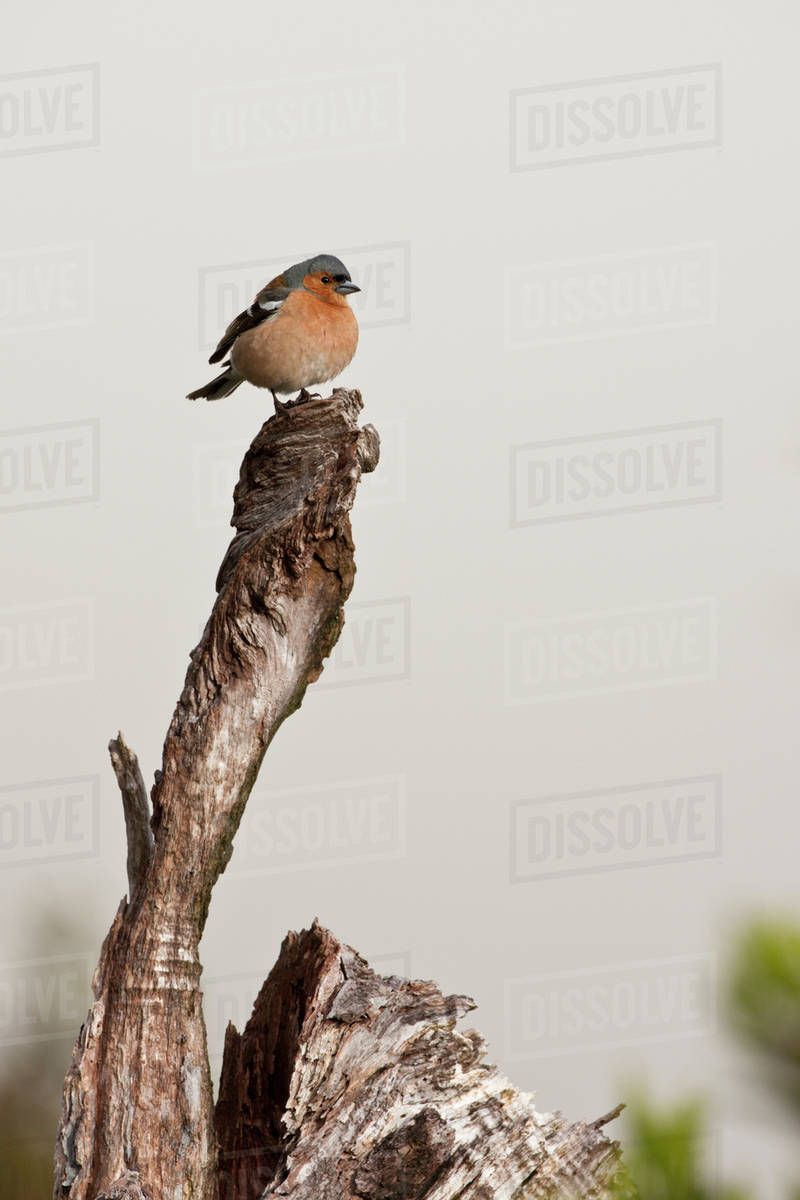 South Pacific, New Zealand, South Island, Fiordland National Park. A ...