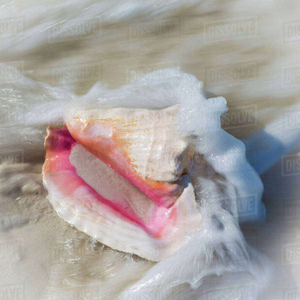 Bahamas, Little Exuma Island. Conch shell in surf. - Royalty-free Stock ...