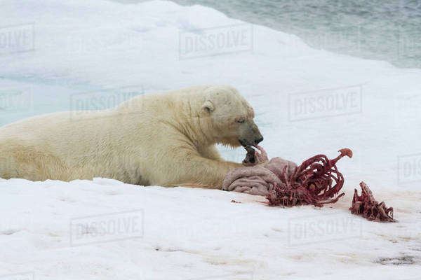 Norway, Svalbard. Polar bear eating seal carcass. - Royalty-free Stock ...