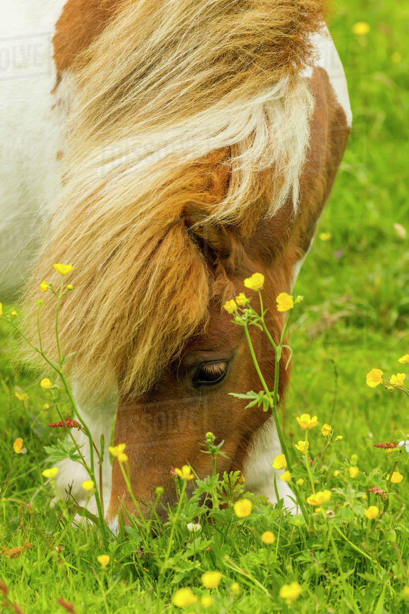 Europe, Scotland, Shetland Islands. Shetland pony eating. - Royalty ...