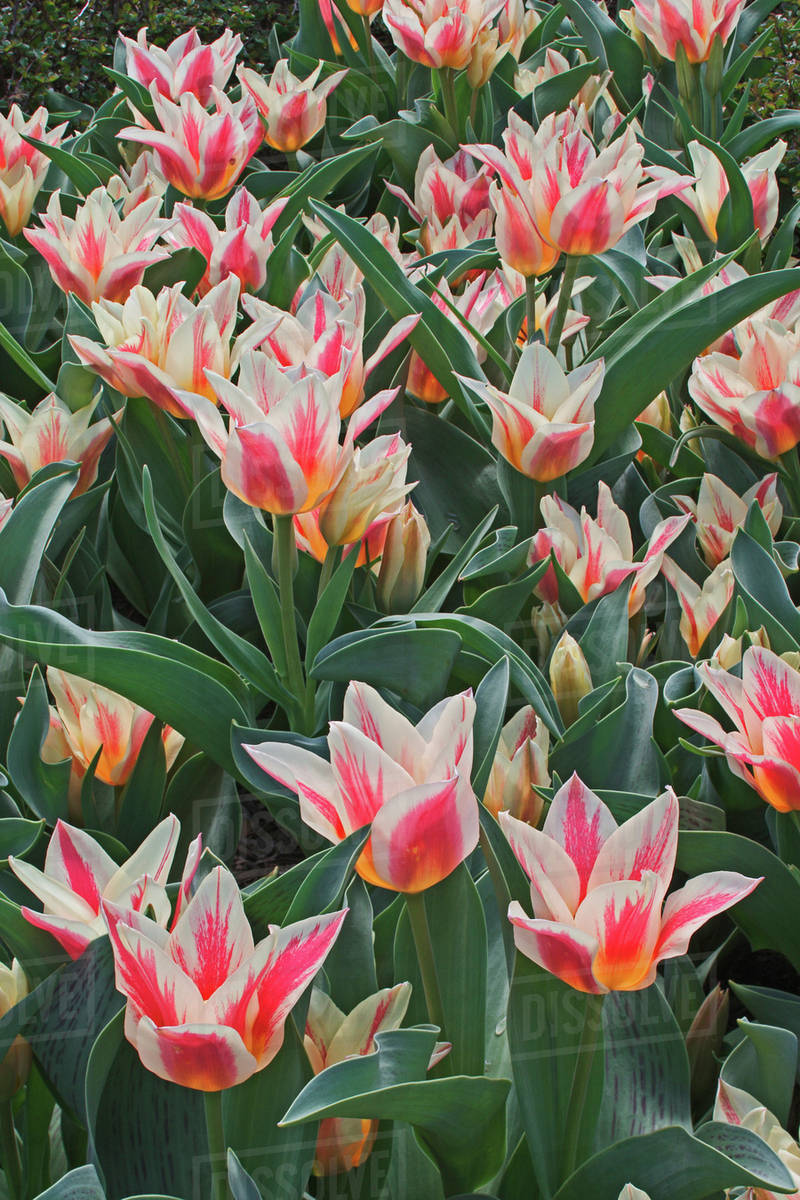 Hybrid Tulips in spring, Tulipa spp. - Royalty-free Stock Photo | Dissolve