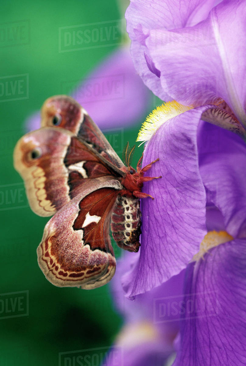 Cecropia Moth on Iris in Garden. - Stock Photo - Dissolve