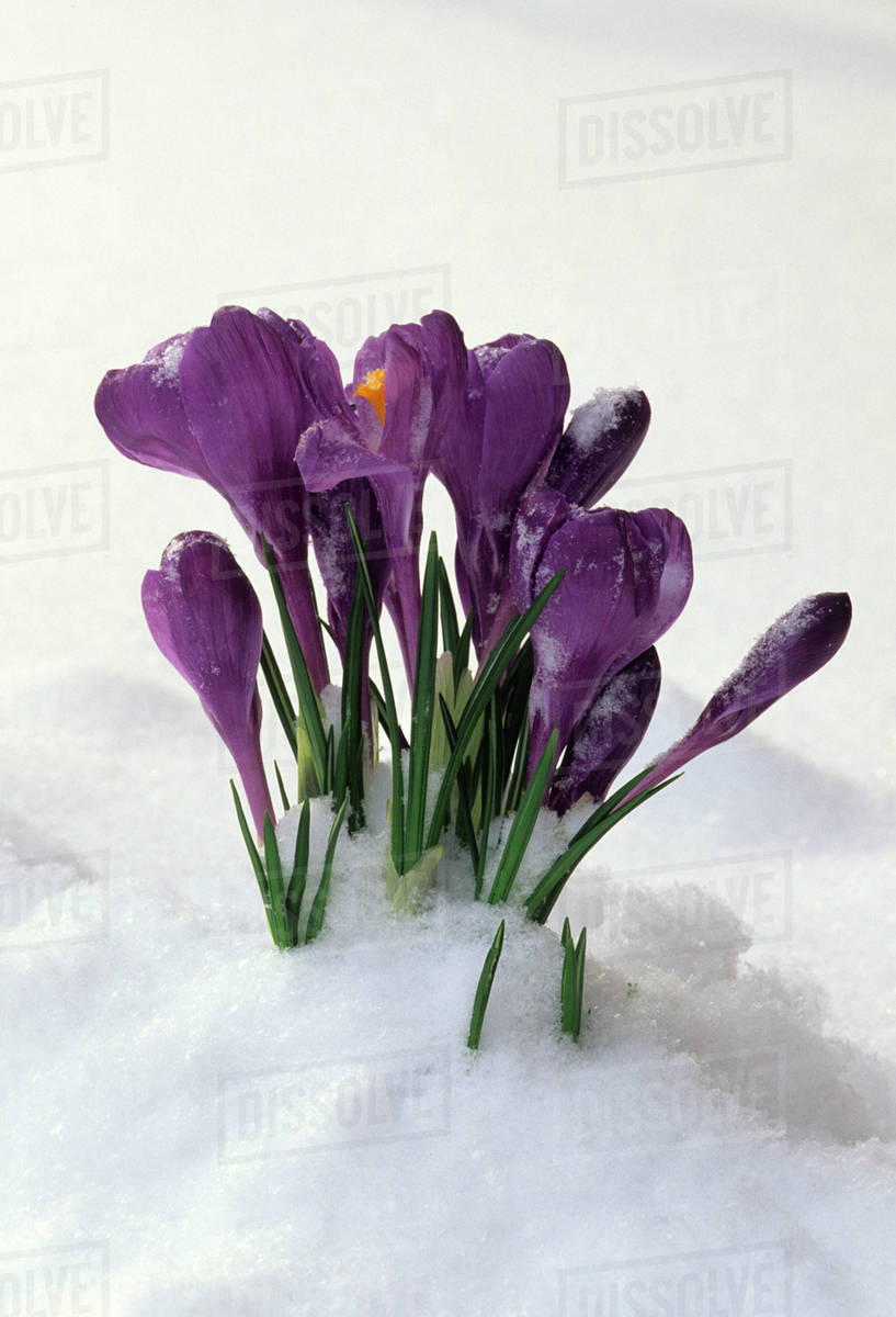 Crocus in the Snow. - Stock Photo - Dissolve