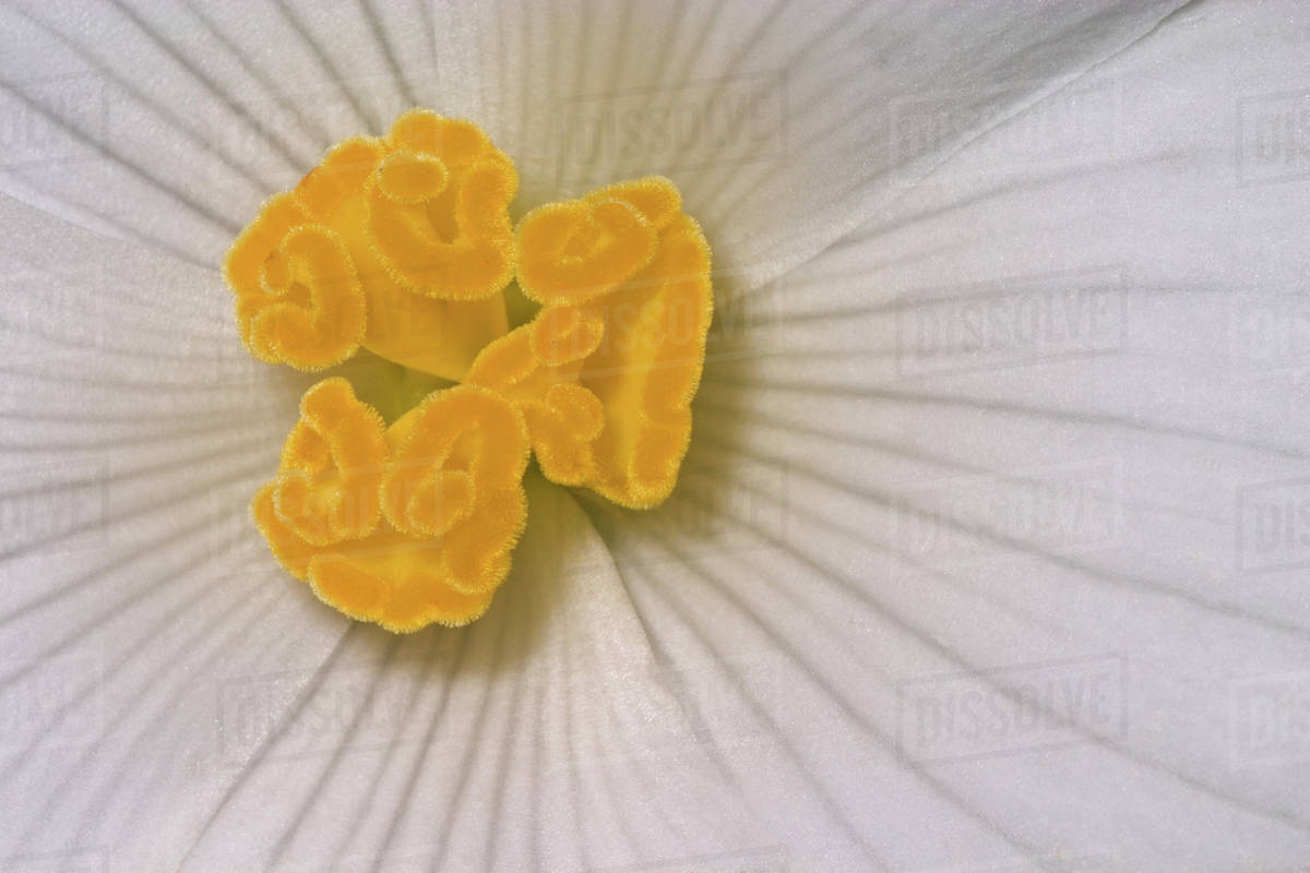 Begonia Flower, Begonia spp. - Royalty-free Stock Photo | Dissolve