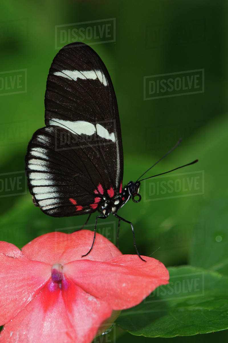 Small Postman butterfly, Heliconius erato - Royalty-free Stock Photo ...
