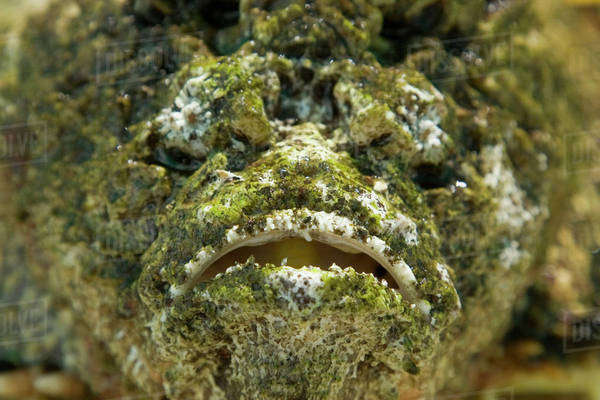 Polynesia, Cook Islands, Aitutaki. The poisonous reef stonefish is ...