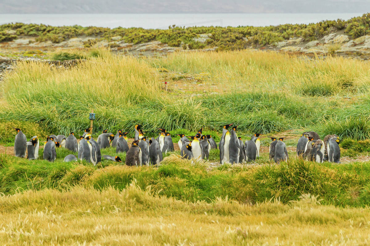 South America, Chile, Patagonia, Tierra del Fuego. King penguin colony ...