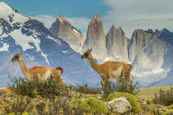 South America, Chile, Patagonia, Torres del Paine. Guanacos in field ...