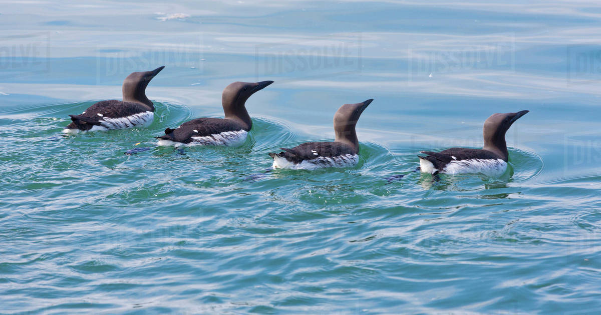 USA, Alaska, Glacier Bay National Park. Four common murre swimming side ...